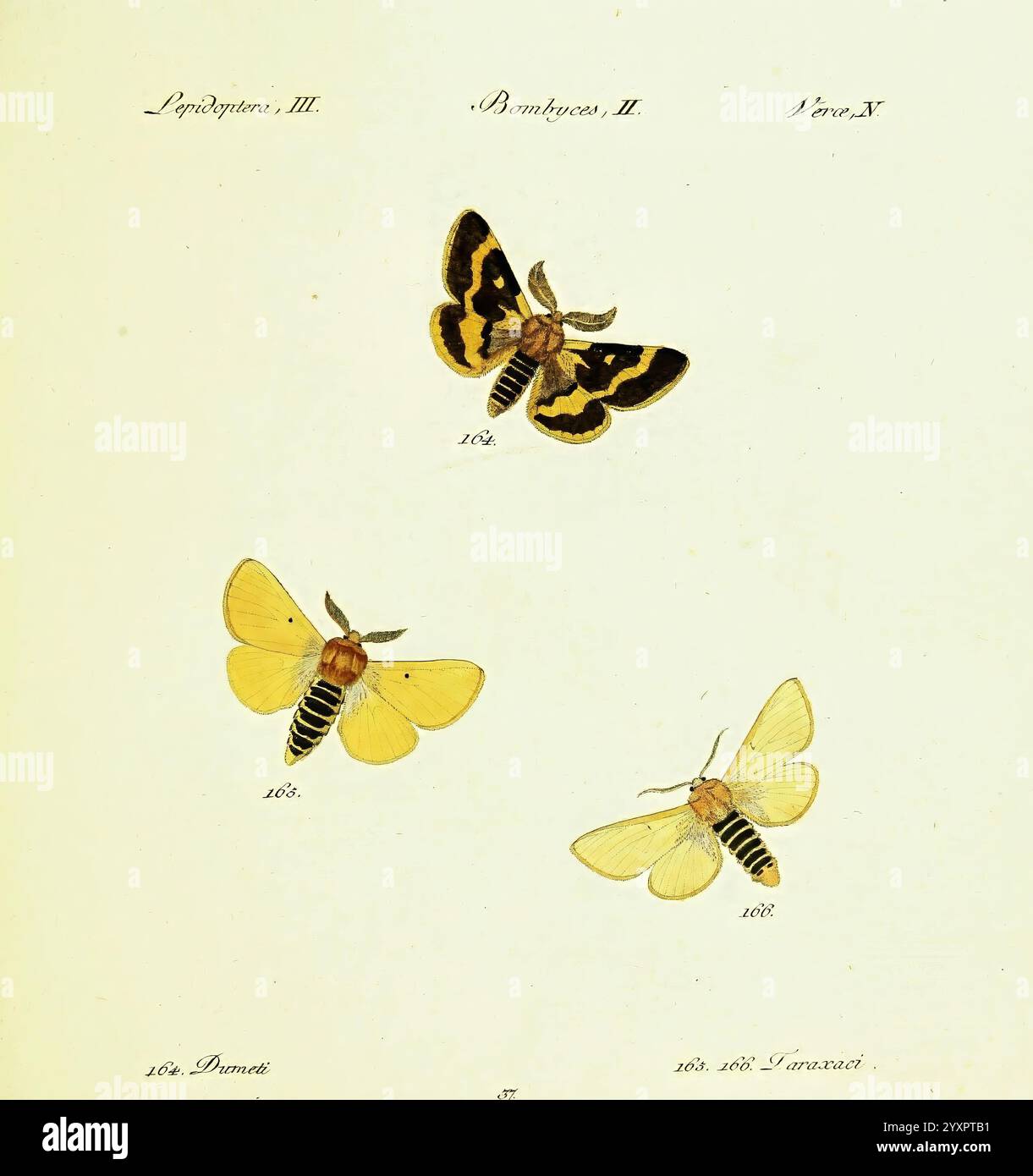 Hübner's, papilio, S.l, s.n, 1796-1841, lepidoptera, The image features ...