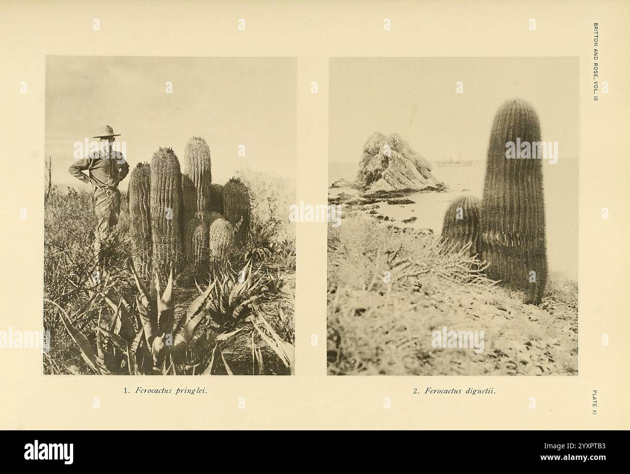 The Cactaceae, Washington, Carnegie Institution of Washington, 1919 ...