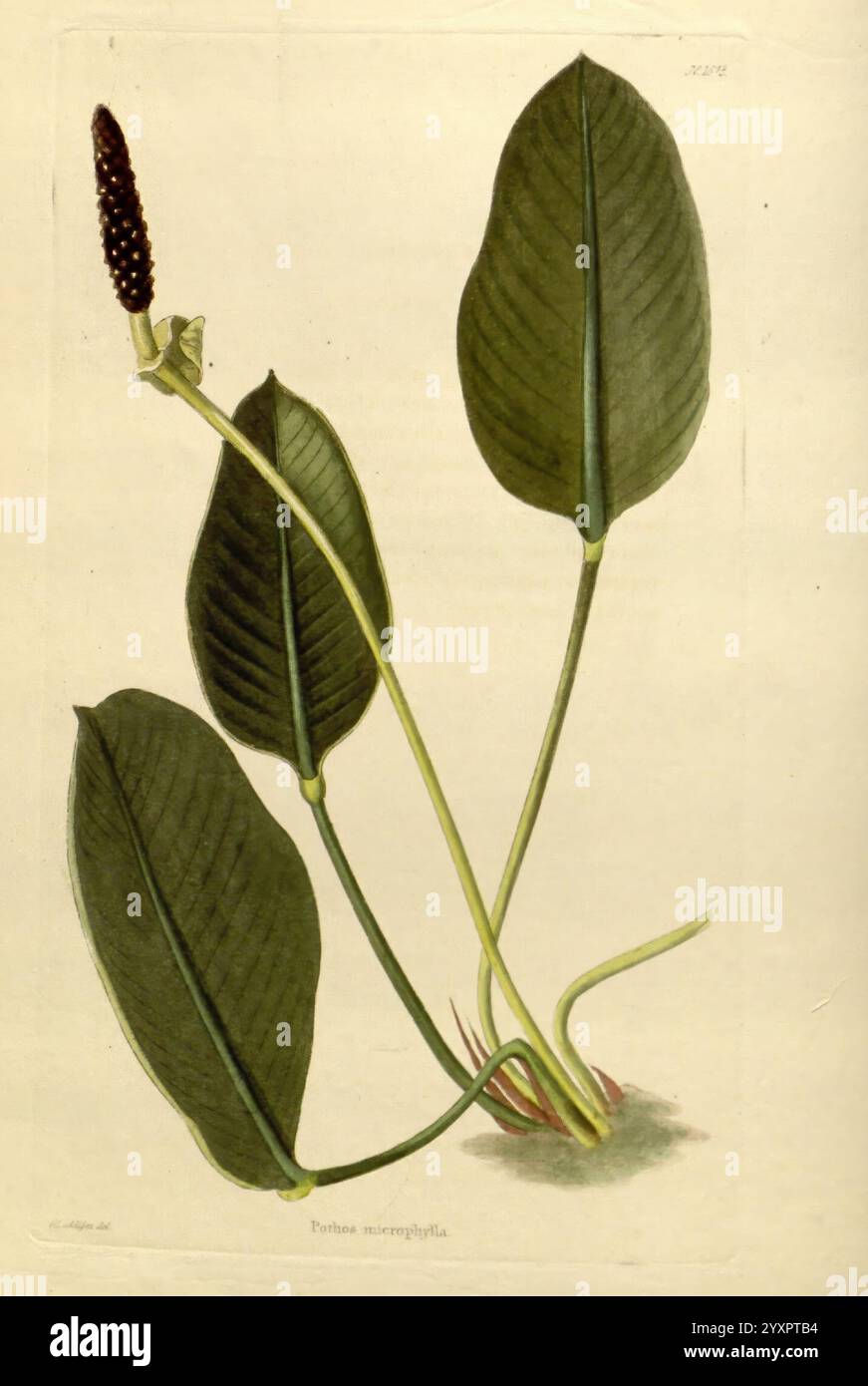 Tapered inflorescence hi-res stock photography and images - Alamy