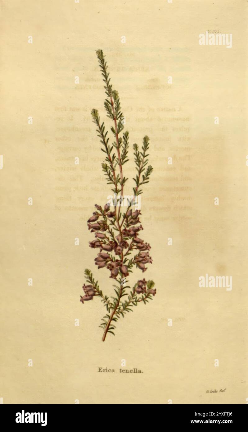 The Botanical Cabinet London, John & Arthur Arch, 1817-1833, The ...