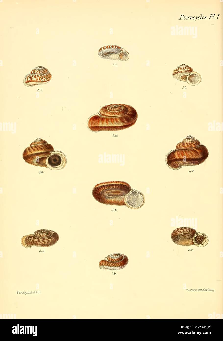 Featuring diverse colorations hi-res stock photography and images - Alamy