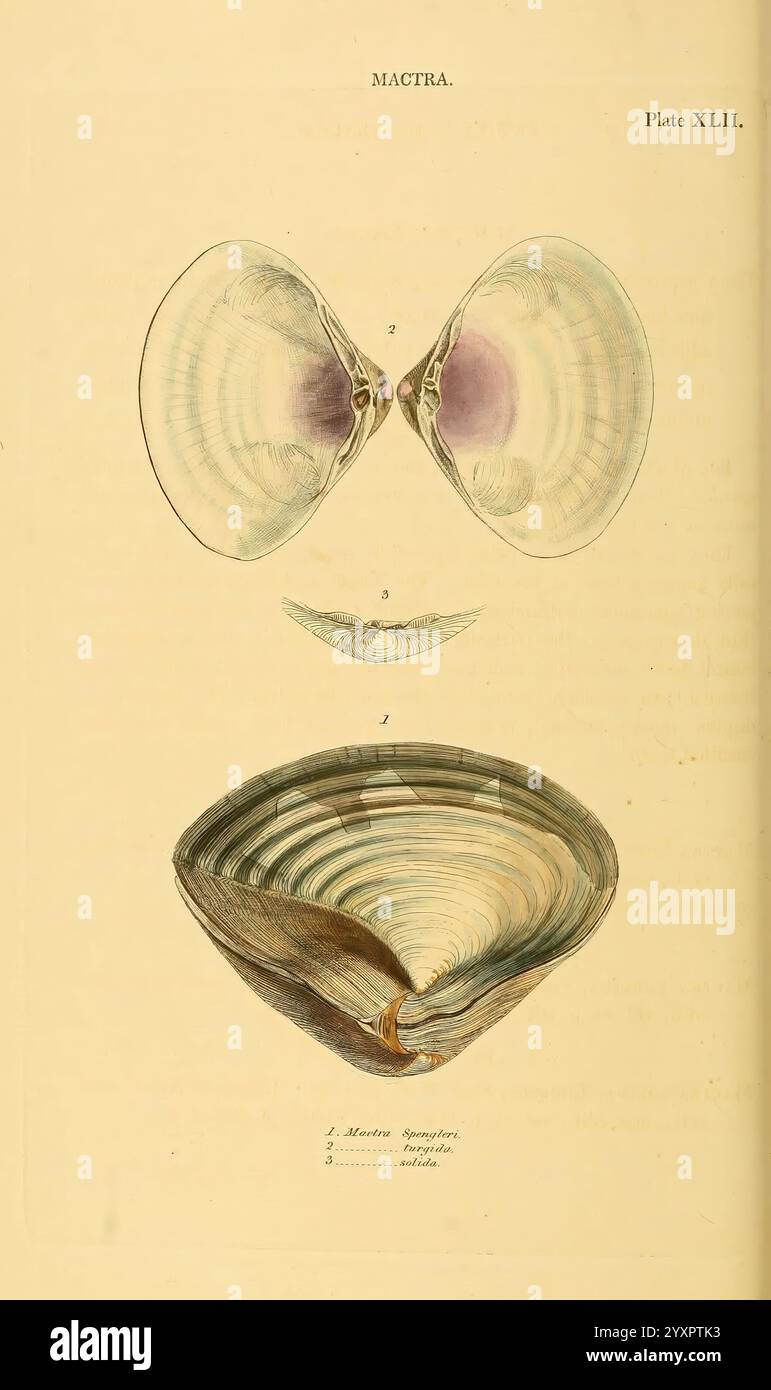 Conchologia systematica, or Complete system of conchology London ...