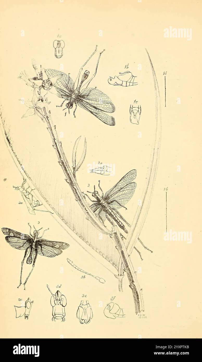 Arcana entomologica, or Illustrations of new, rare, and interesting ...