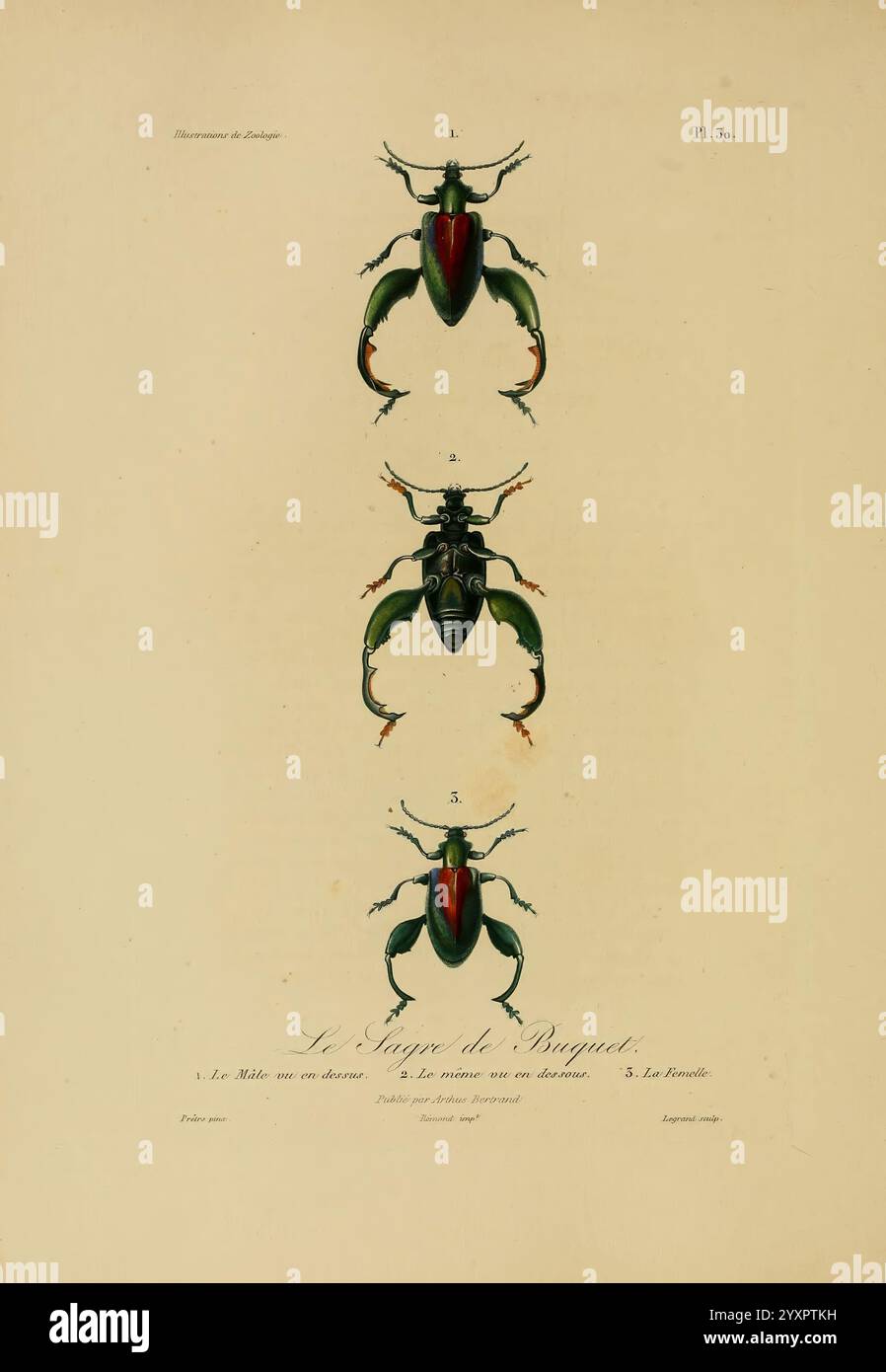 Illustration features three distinct beetle species hi-res stock ...