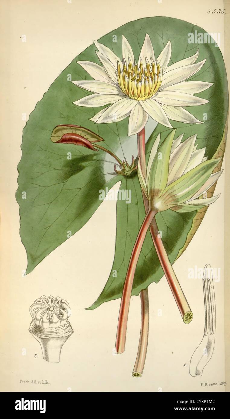 Curtis's, botanical, magazine, London, New York, botany, periodicals ...