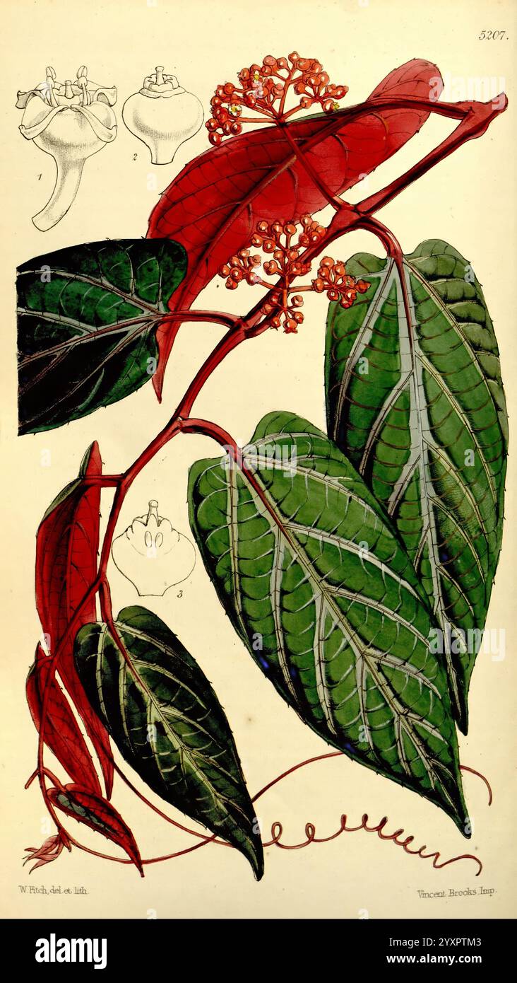 Curtis's Botanical Magazine, London, New York, botany, periodicals ...