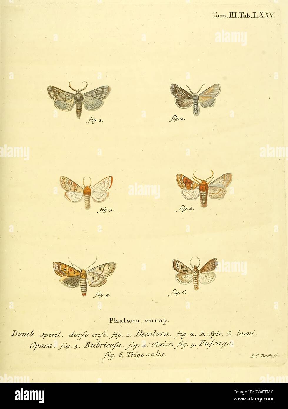 Top row showcases three different moths hi-res stock photography and ...