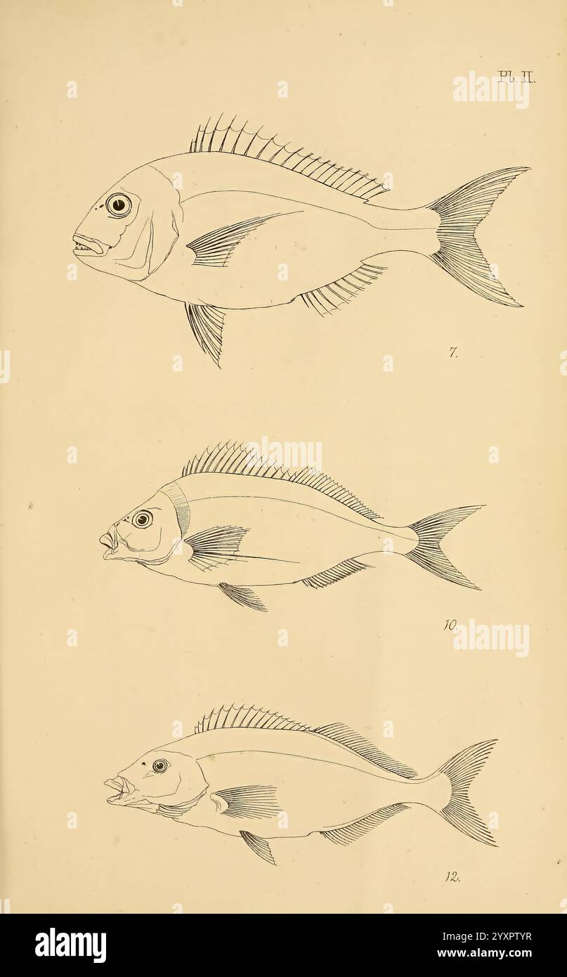 Third fish boasts hi-res stock photography and images - Alamy