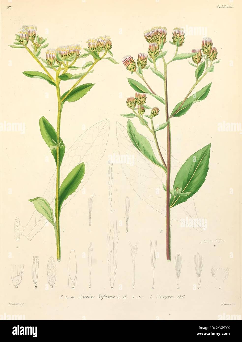 Budding flowers atop hi-res stock photography and images - Alamy