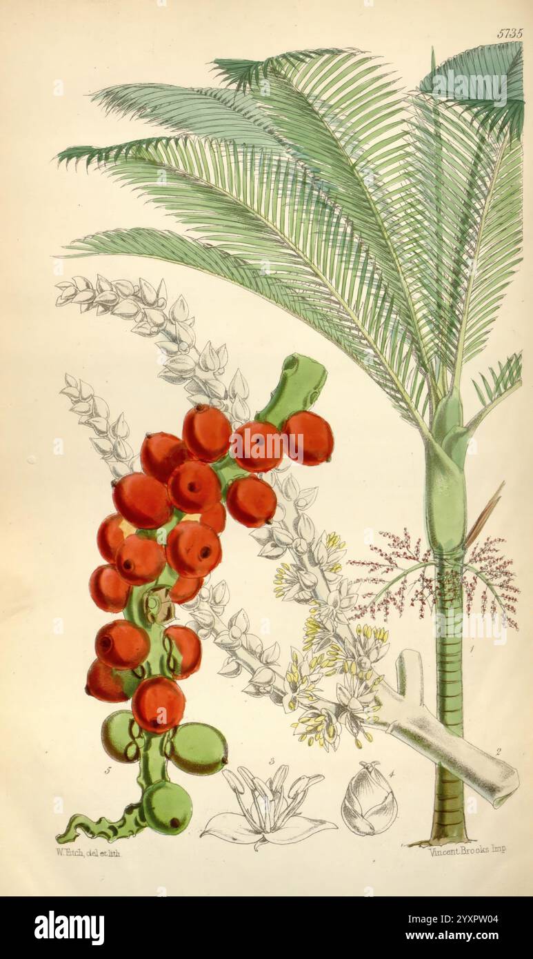 Norfolk island betel palm hi-res stock photography and images - Alamy