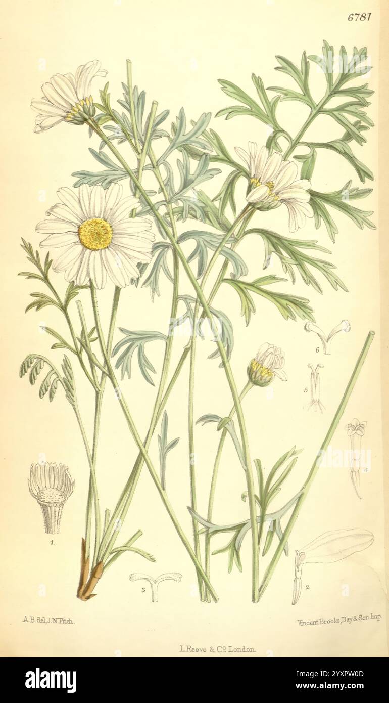 Curtis's Botanical Magazine London, New York Botanical Illustration ...