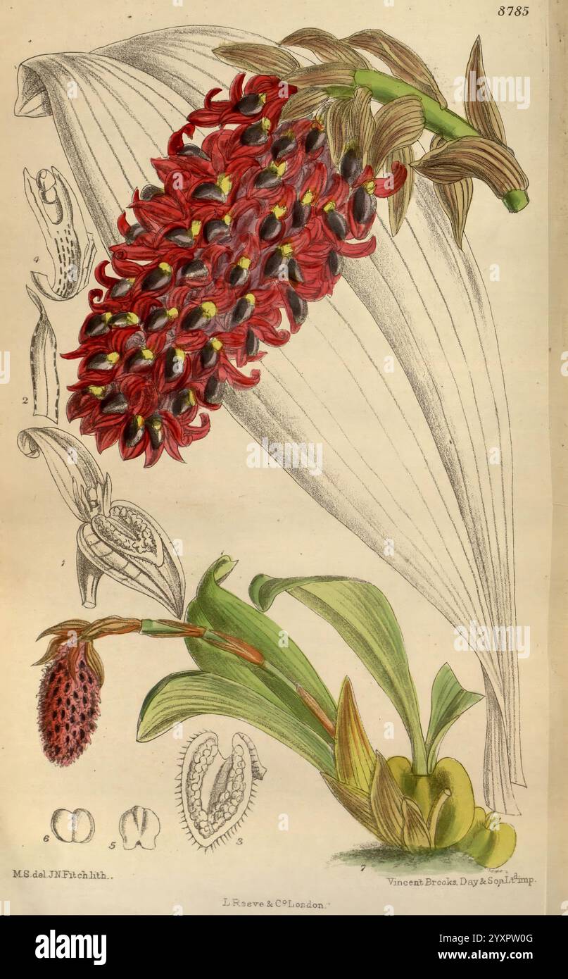 Curtis's Botanical Magazine, London, New York, botanical illustration ...