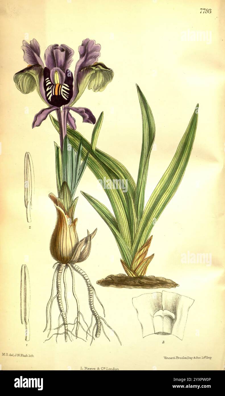 Iris root structure hi-res stock photography and images - Alamy