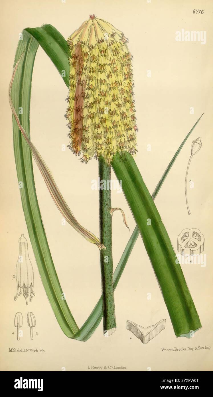 Curtis's Botanical Magazine London New York Botanical Illustration ...