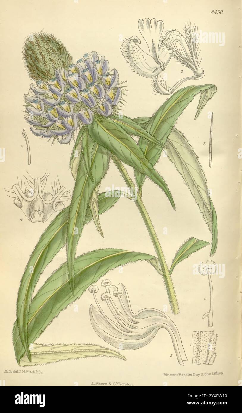 Curtis's Botanical Magazine, London, New York, Botanical Illustration ...