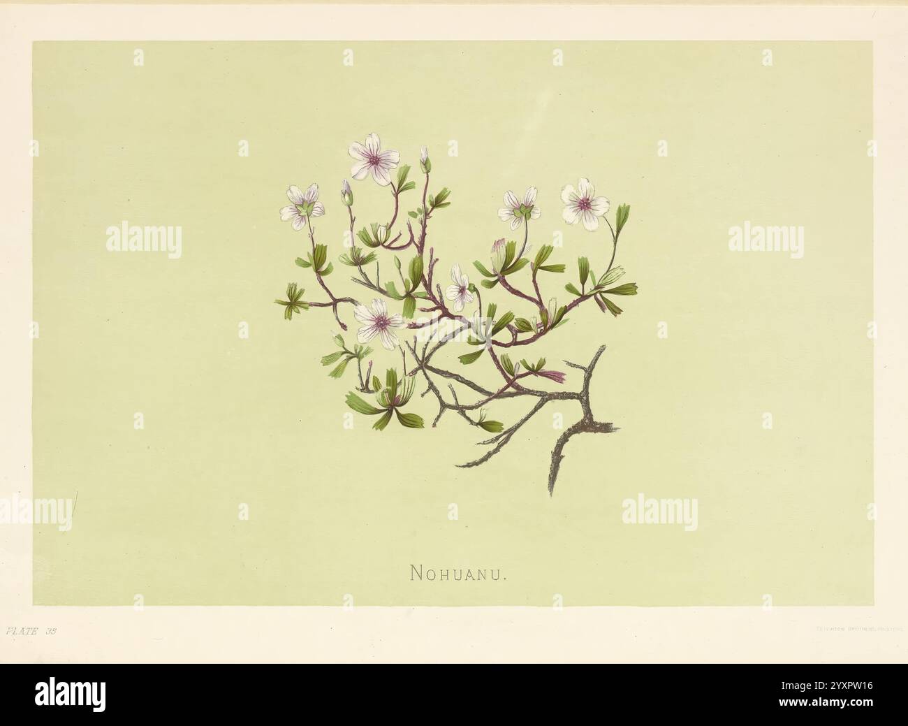 Indigenous flowers, Hawaiian islands, London, Sampson Low, Marston ...