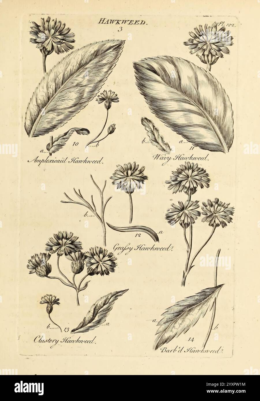 The vegetable system, London, 1759-1763, botany, pictorial works,, A ...