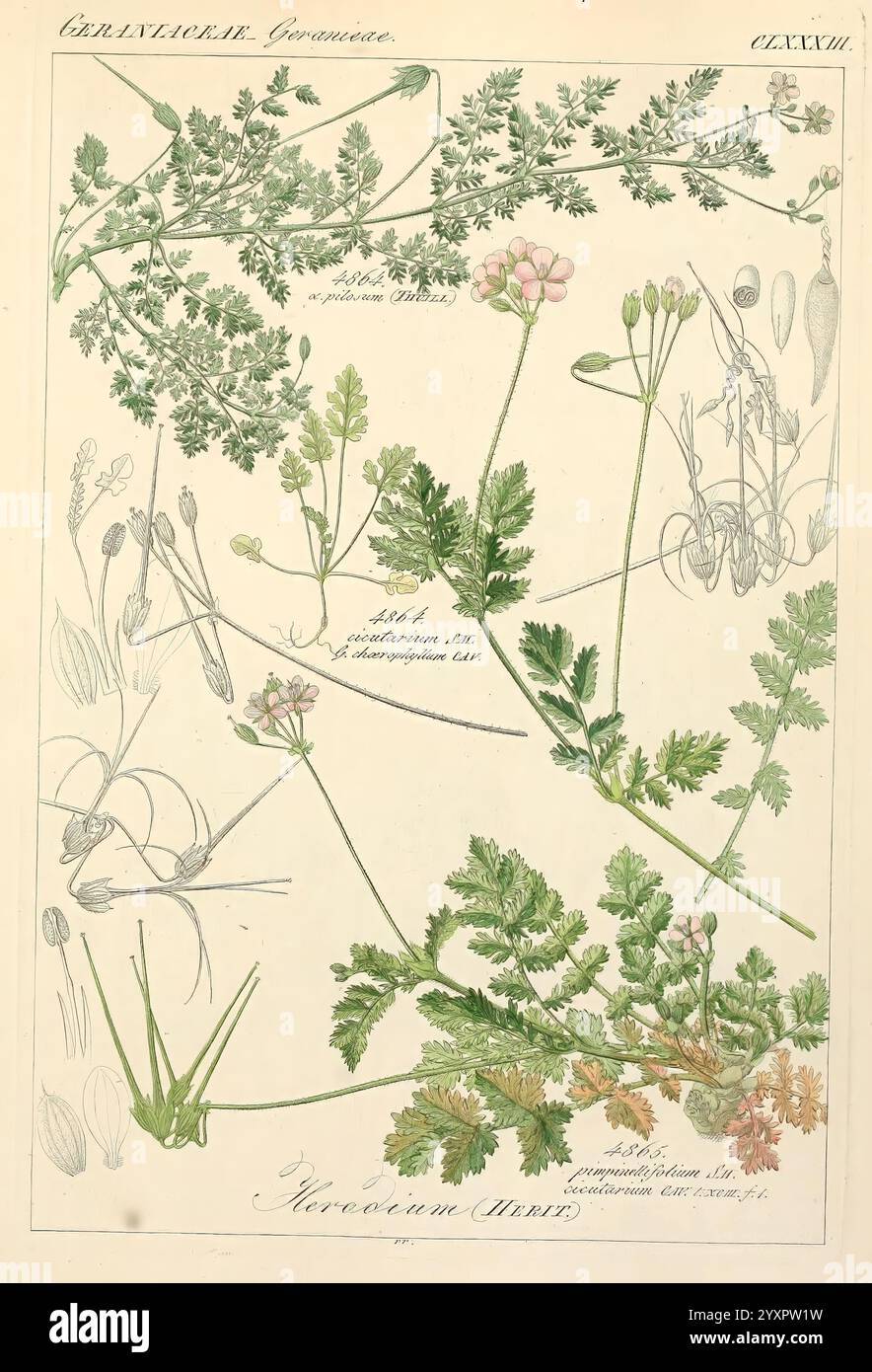 Icones florae Germanicae et Helveticae, simul Pedemontanae, Tirolensis ...