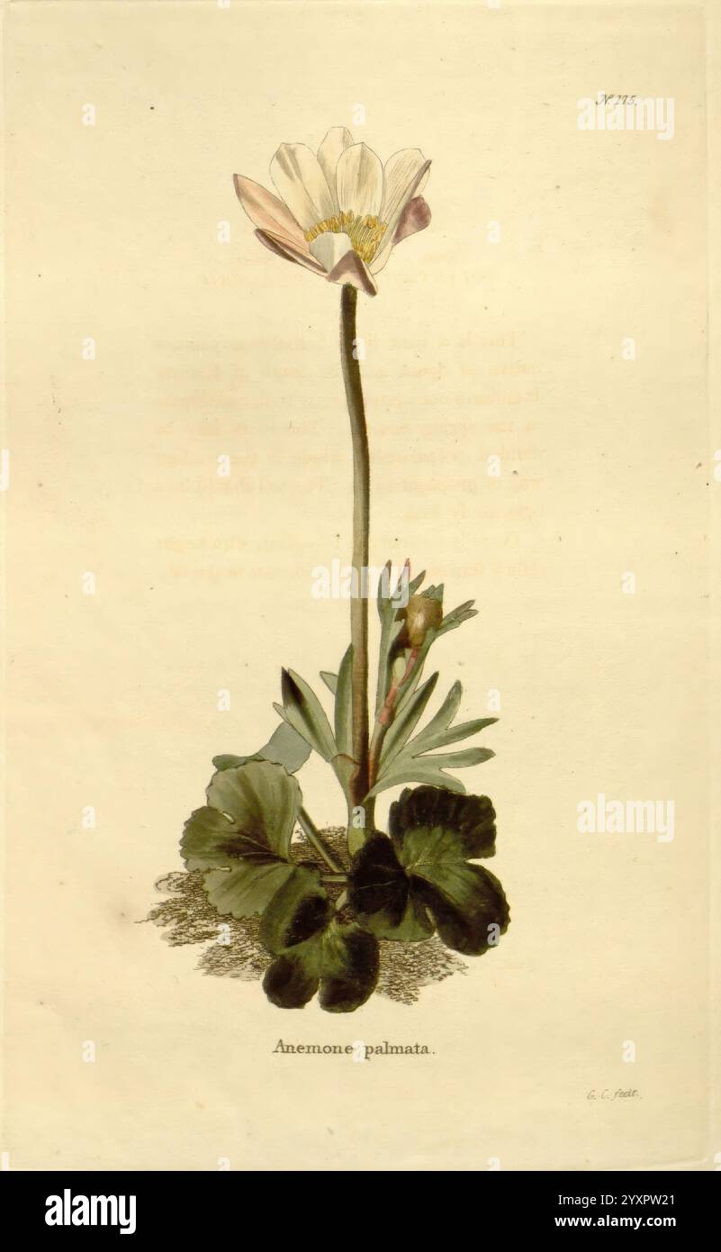 Rounded leaves emerges hi-res stock photography and images - Alamy