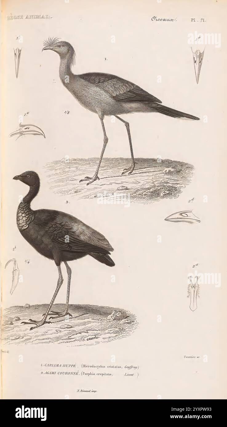 Le règne animal distribué d'après son organisation Paris, 1836-1849 ...