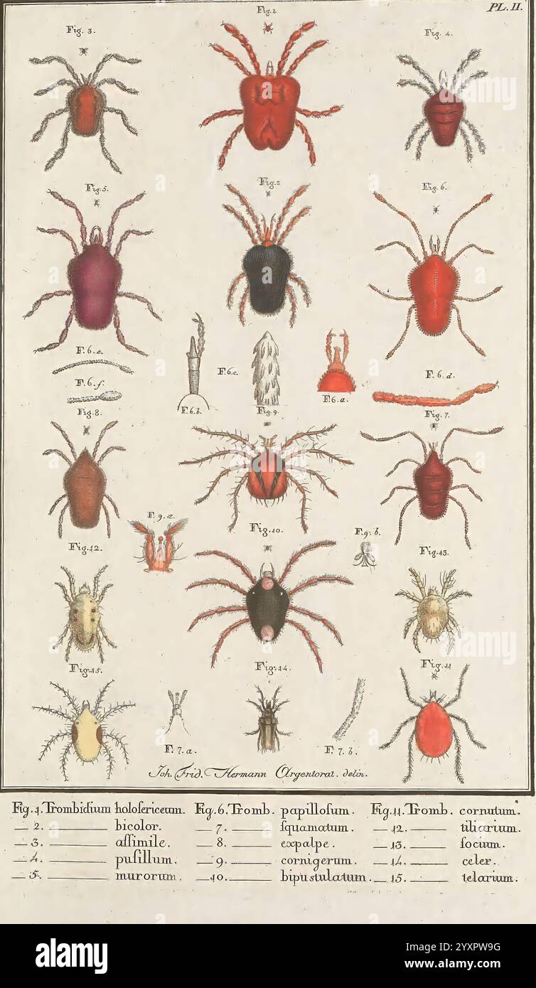 Mémoire, aptérologique, arachnida, The illustration showcases a ...