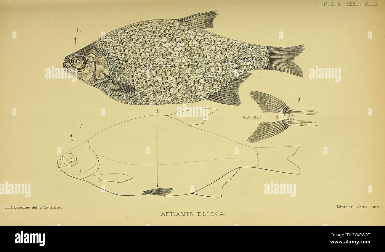 Structure of a fish scale hi-res stock photography and images - Alamy