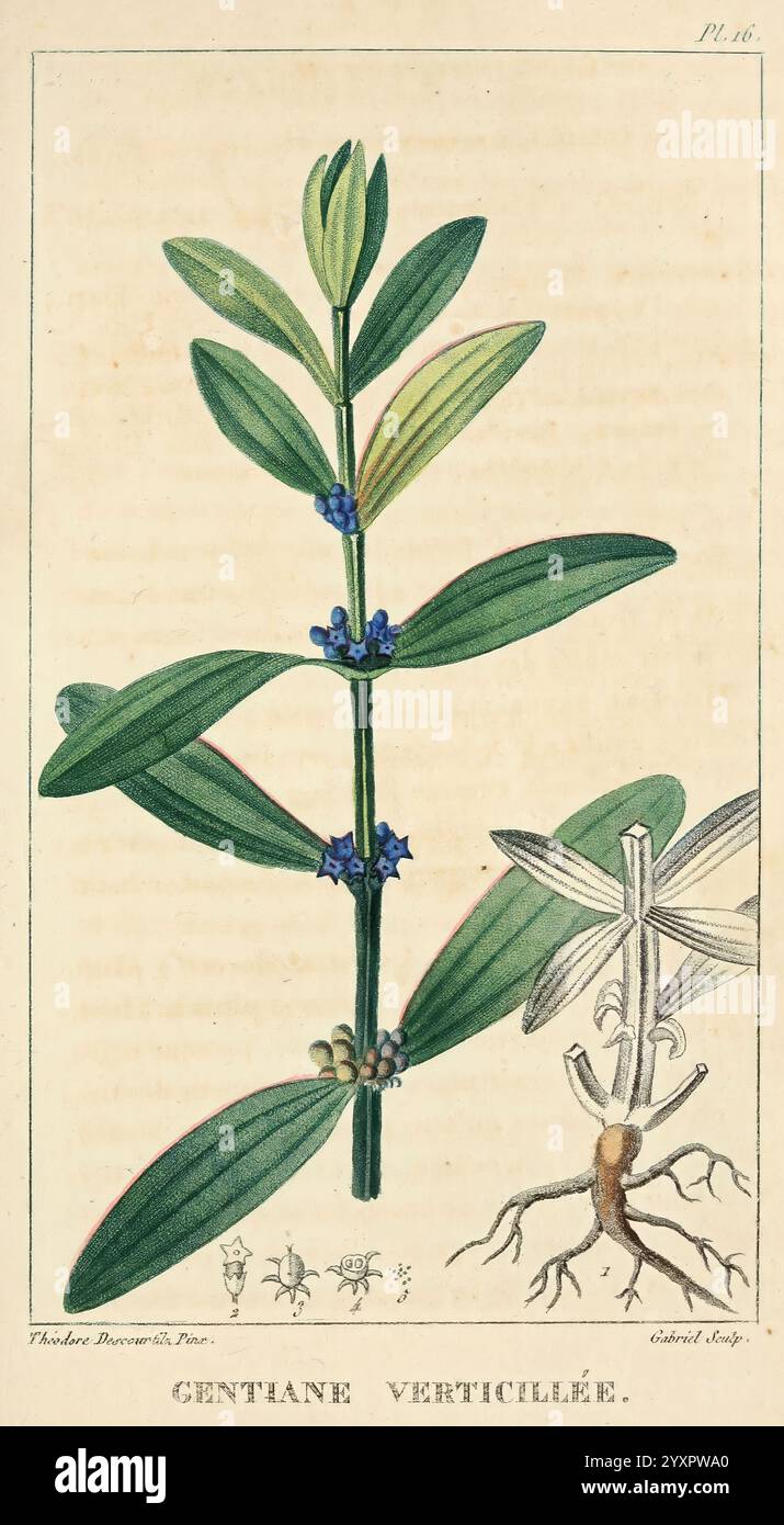 Five petal segments hi-res stock photography and images - Alamy