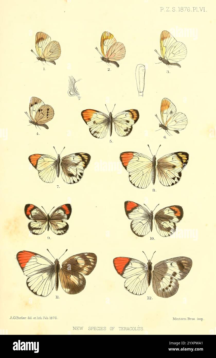 Includes two butterflies hi-res stock photography and images - Alamy