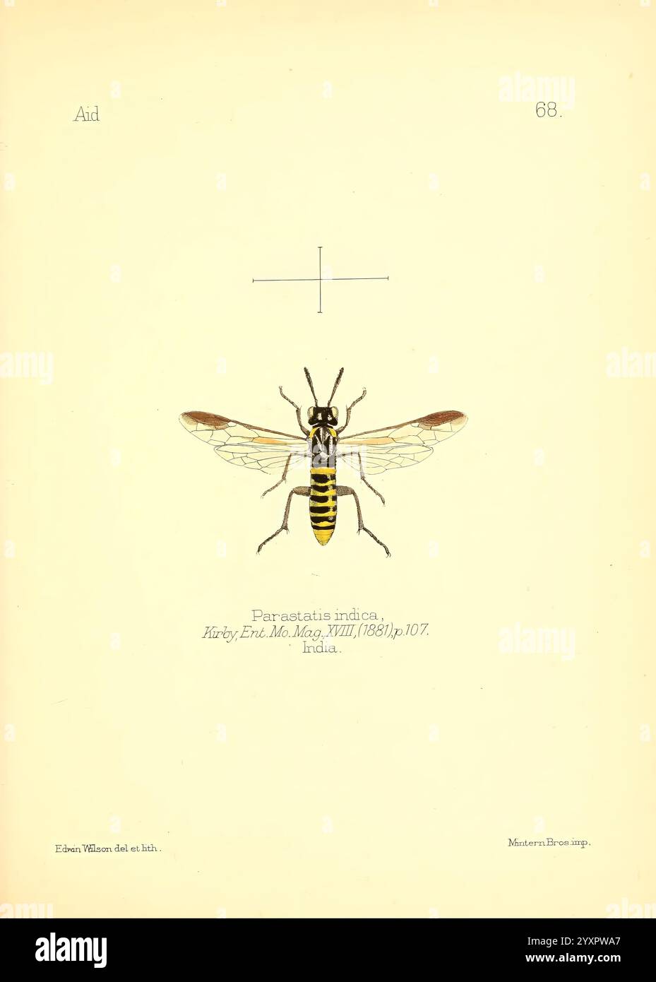 Insects striking physical characteristics hi-res stock photography and ...