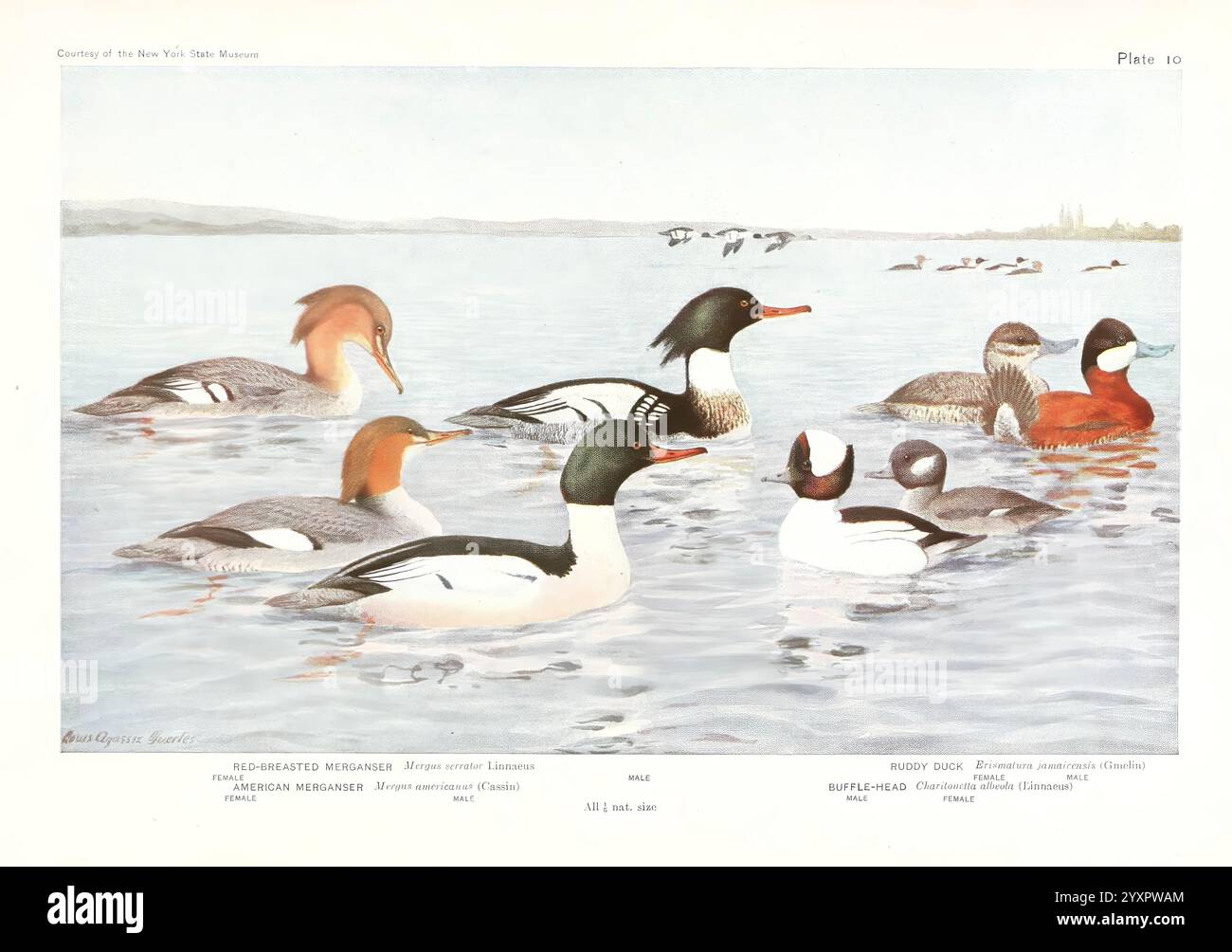 Common mergansers showcases hi-res stock photography and images - Alamy