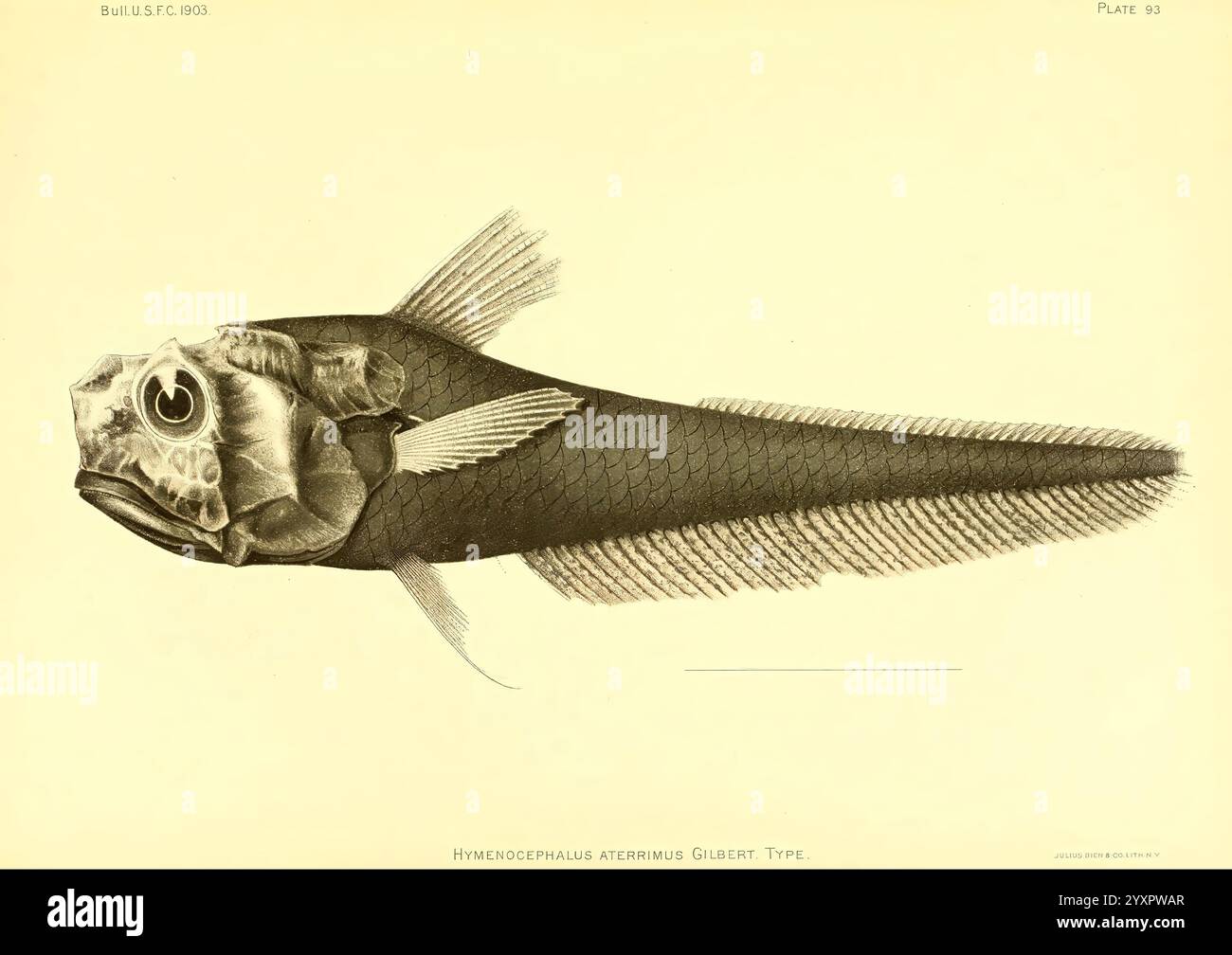 Understanding marine life anatomy hi-res stock photography and images ...