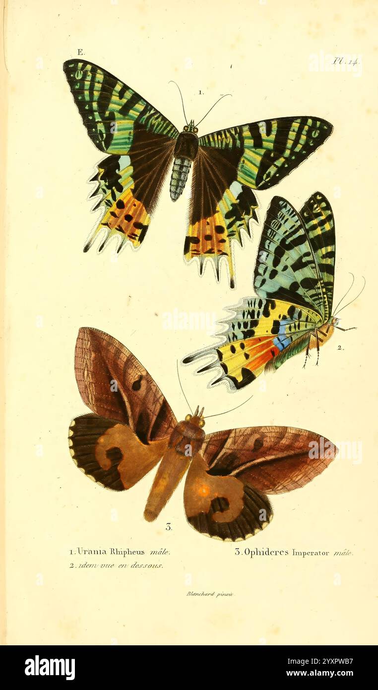 Faune entomologique de Madagascar, Bourbon et Maurice, Paris, A la ...