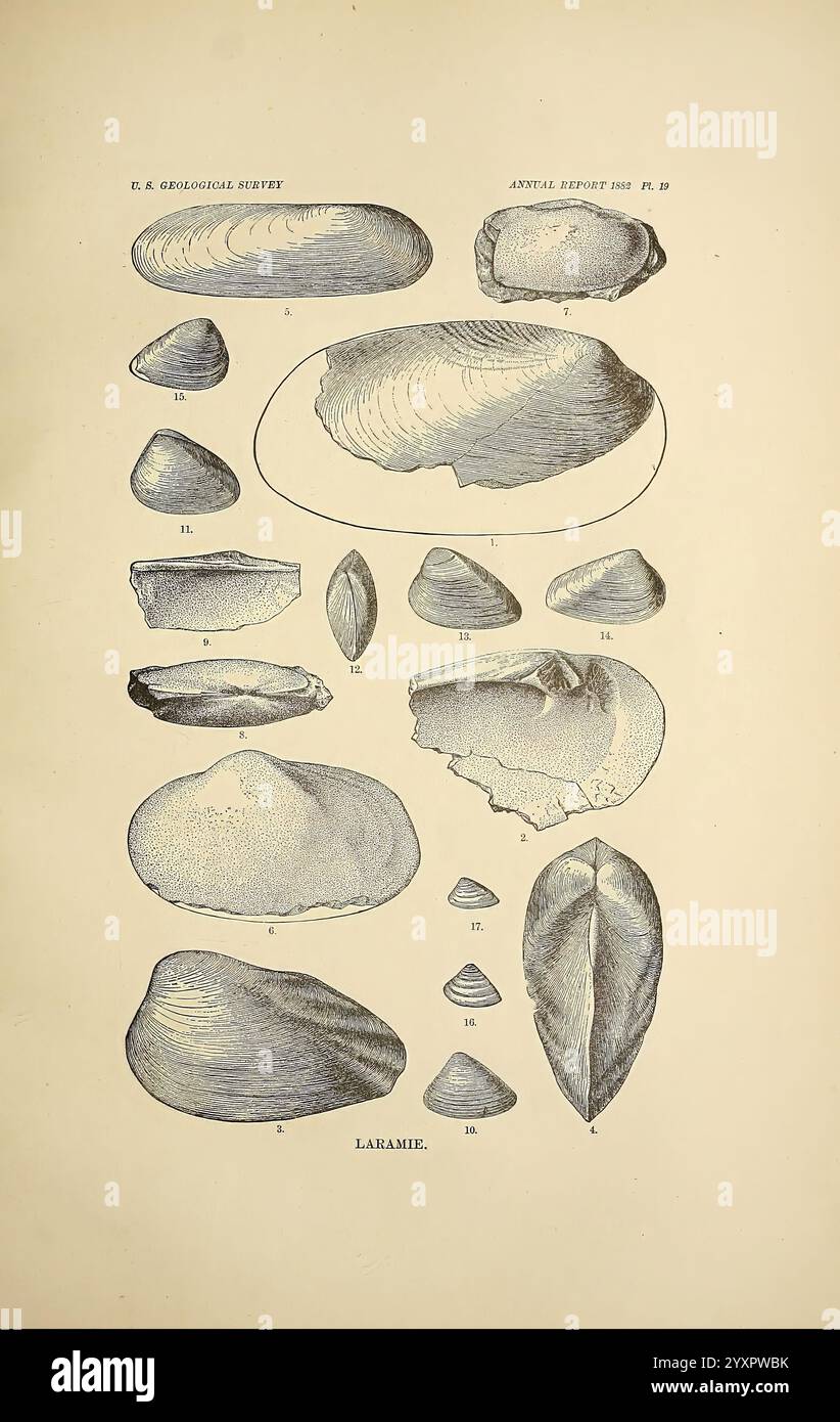 A review of the non-marine fossil Mollusca of North America, Washington ...