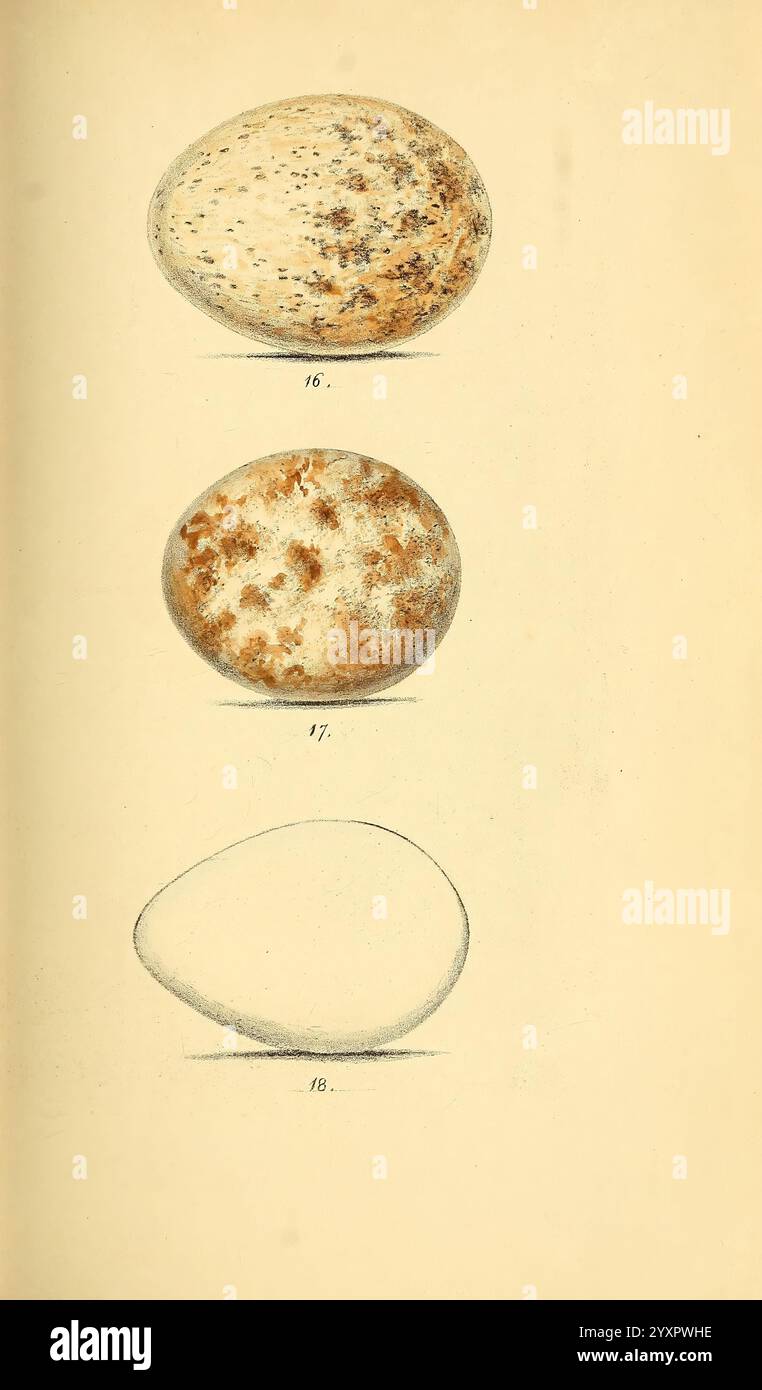 Coloured, illustrations, of, British, birds, and, their, eggs, London ...
