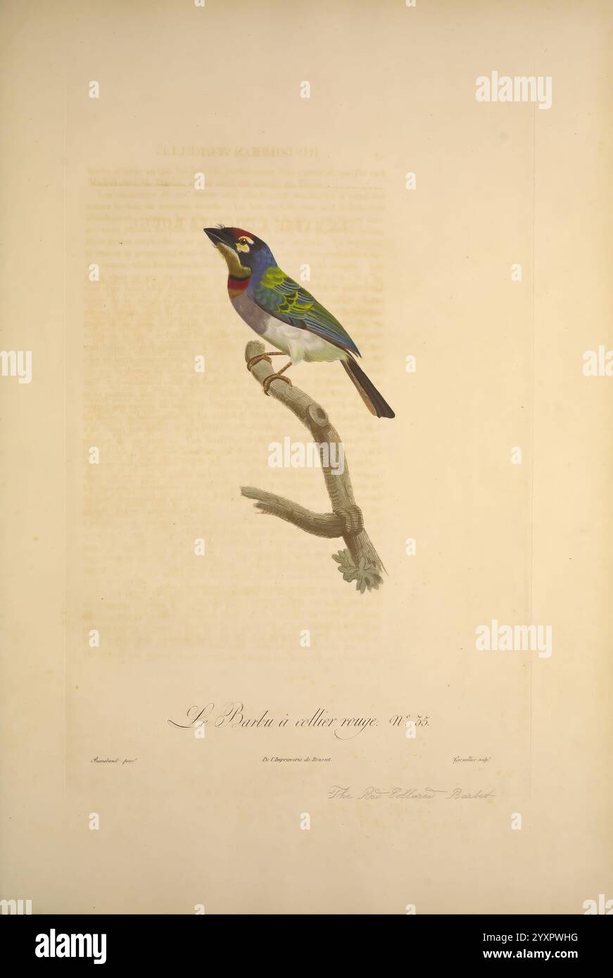 Exquisite illustration depicts hi-res stock photography and images - Alamy