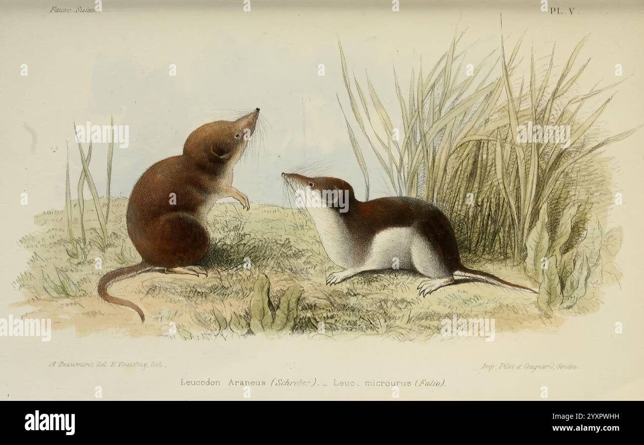 Scene depicts two shrews hi-res stock photography and images - Alamy