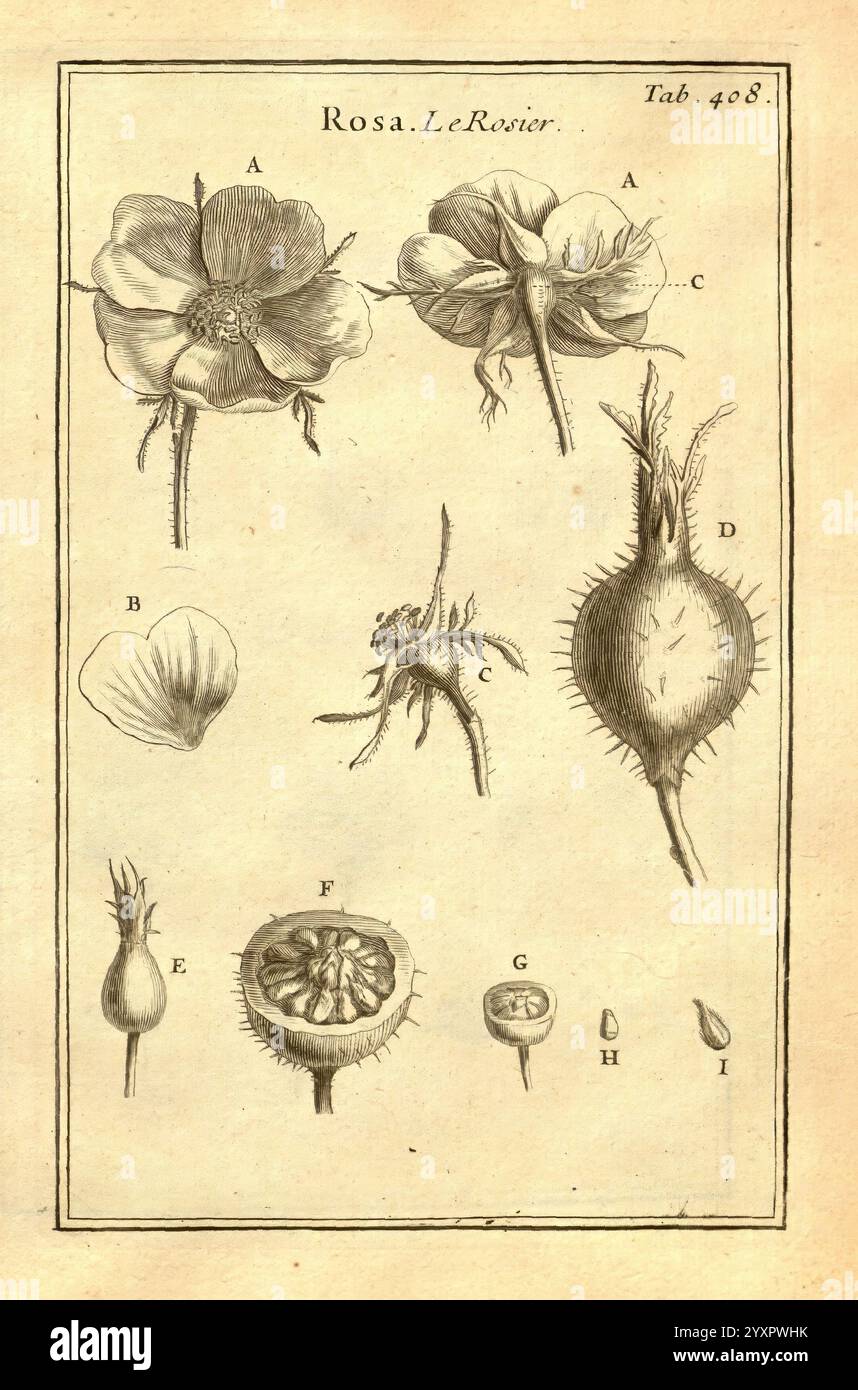 Joseph Pitton de Tournefort Institutiones rei herbariae Parisiis E Typographia Regia 1700-[1703 ...