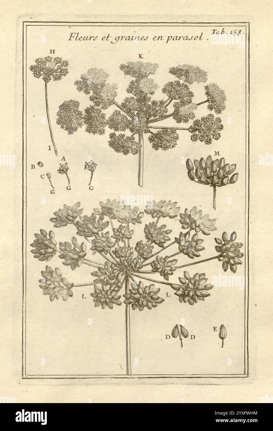 Joseph Pitton de Tournefort Institutiones rei herbariae Parisiis, E Typographia Regia, 1700 ...