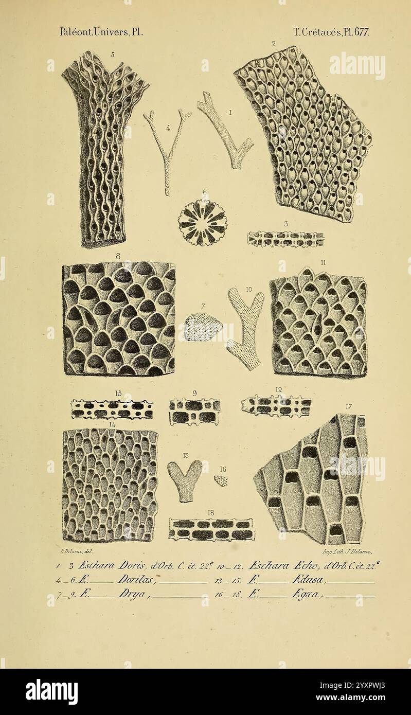 Understanding ancient life forms hi-res stock photography and images ...