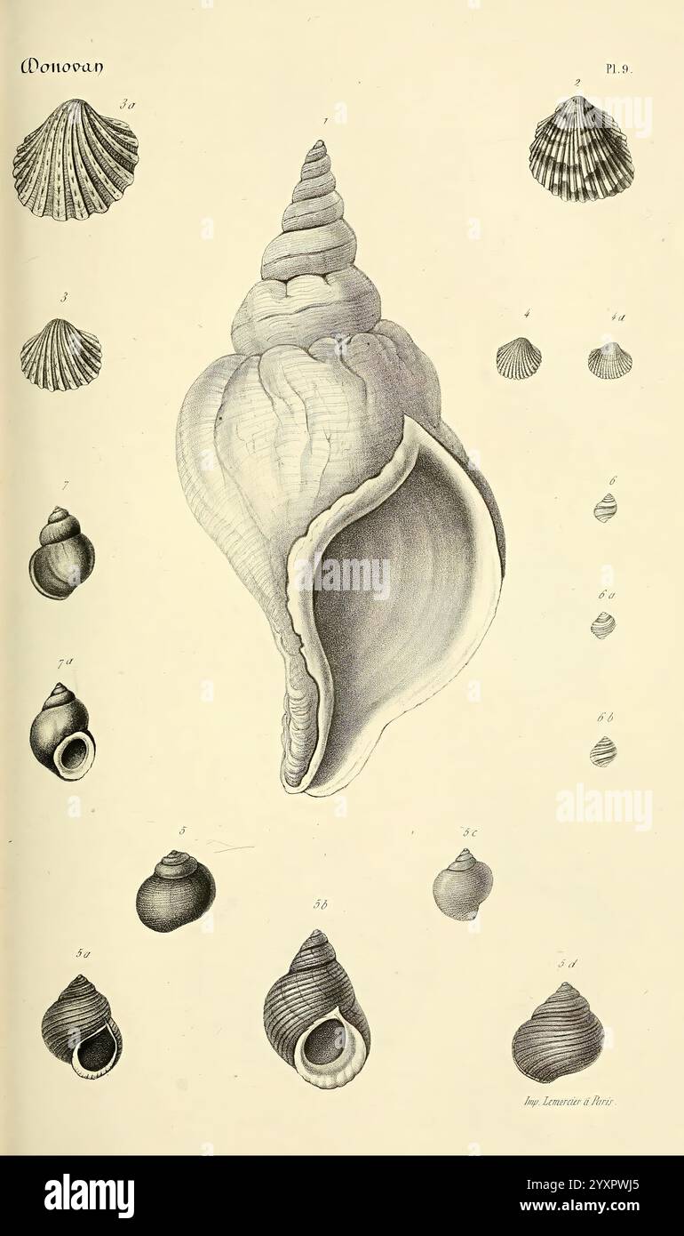 Meticulous representation reflects hi-res stock photography and images ...