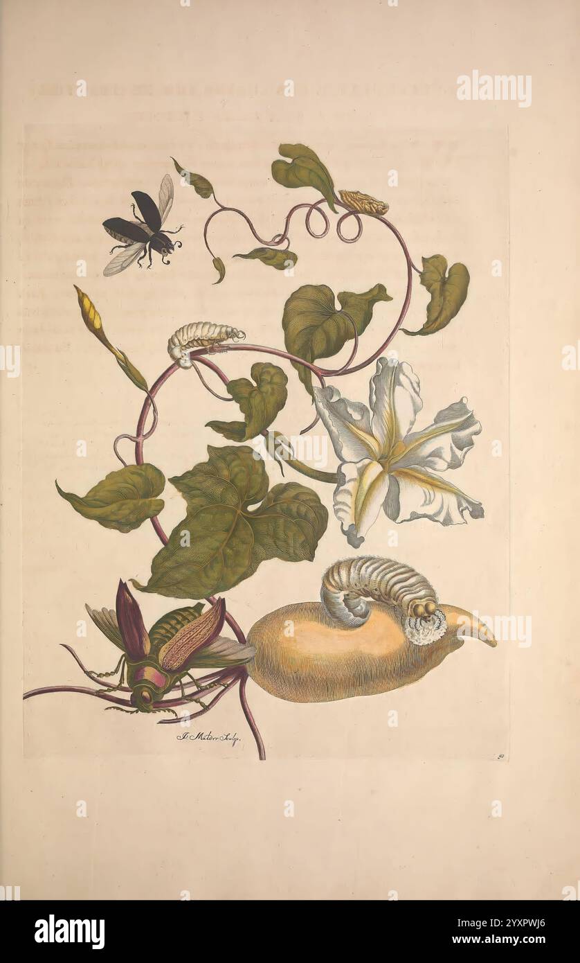 Science entomology caterpillar caterpillars maria sibylla merian hi-res ...