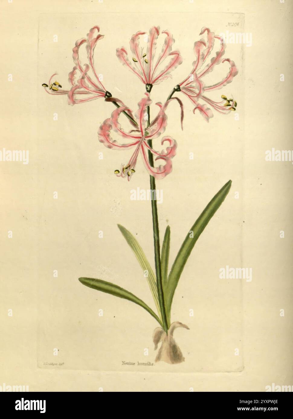 The botanical cabinet, London, John & Arthur Arch, 1817-1833, A ...