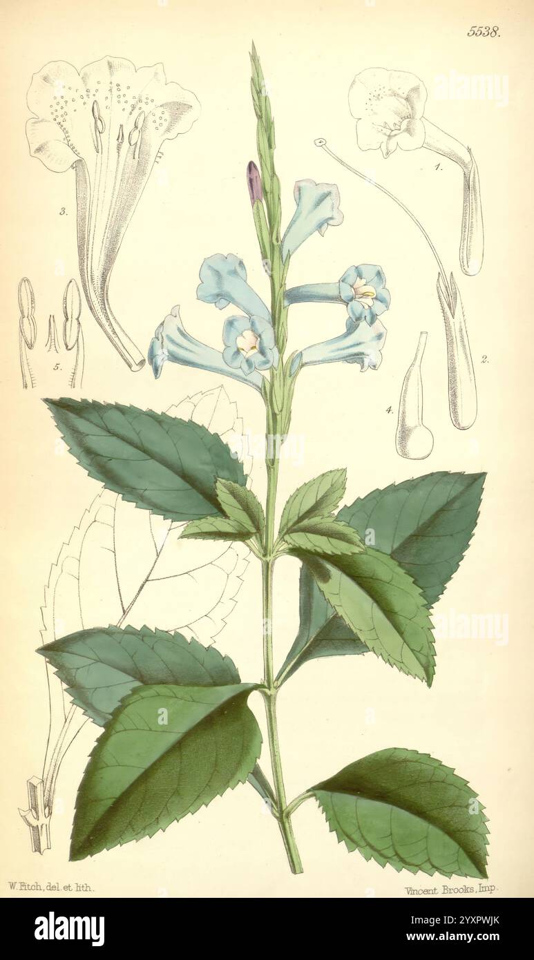 Plants entire structure hi-res stock photography and images - Alamy