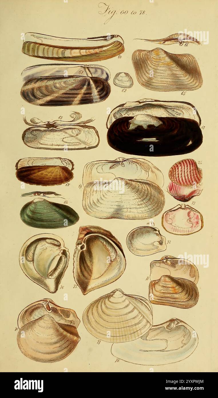 Coloration enhances hi-res stock photography and images - Alamy