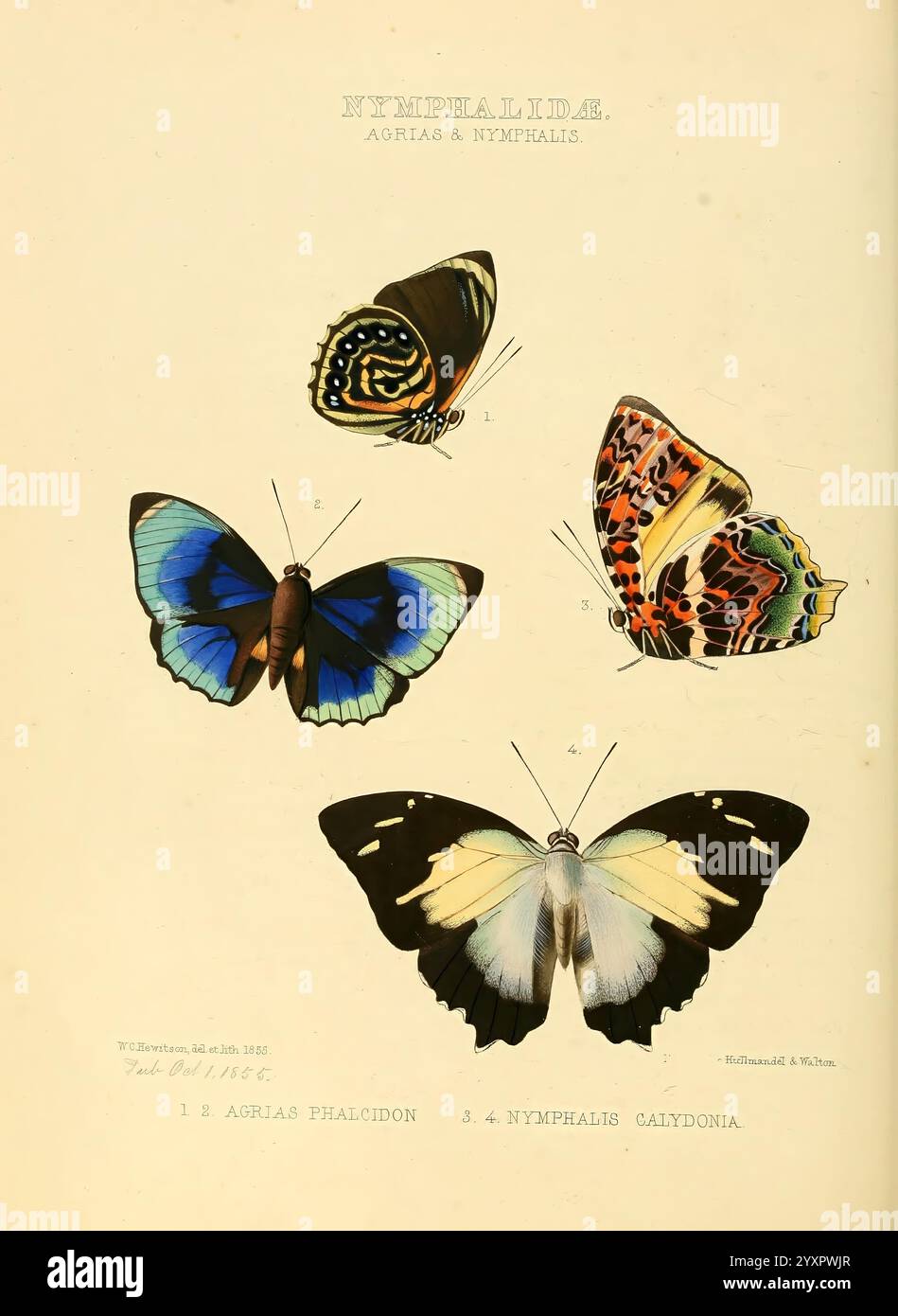 Four elegantly detailed butterflies hi-res stock photography and images ...