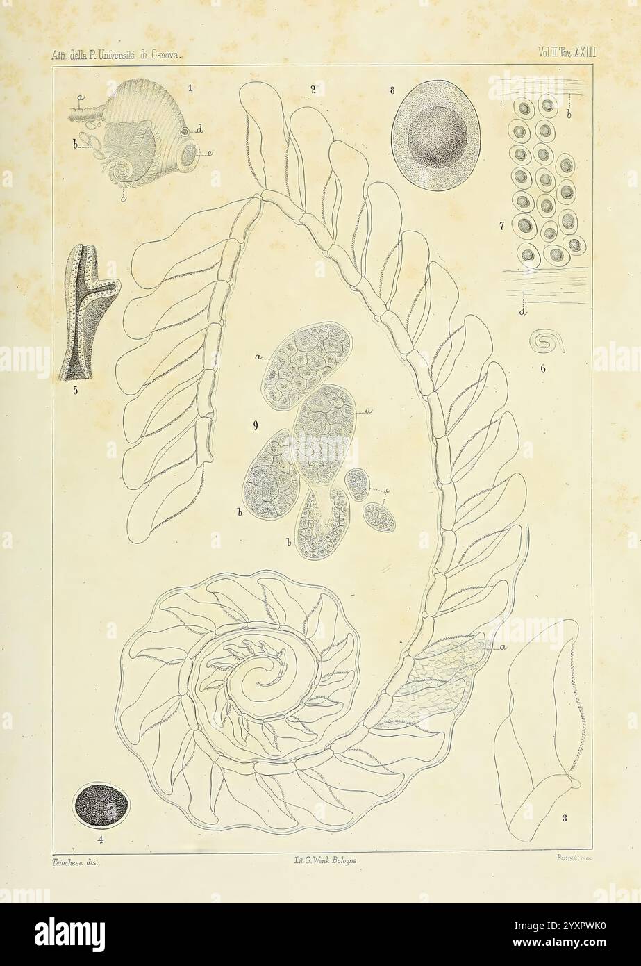 Botanical motifs reflects hi-res stock photography and images - Alamy