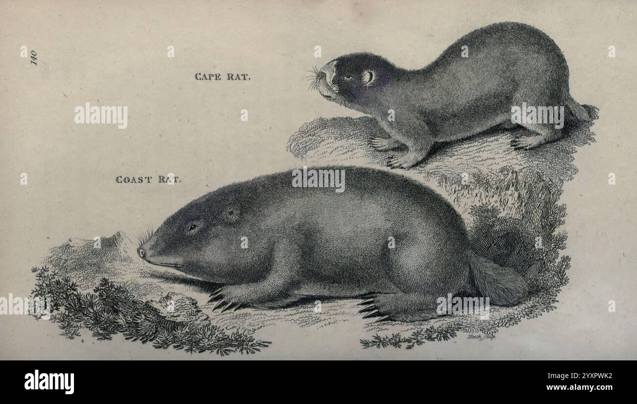 General zoology, Systematic natural history, London, Printed for G ...