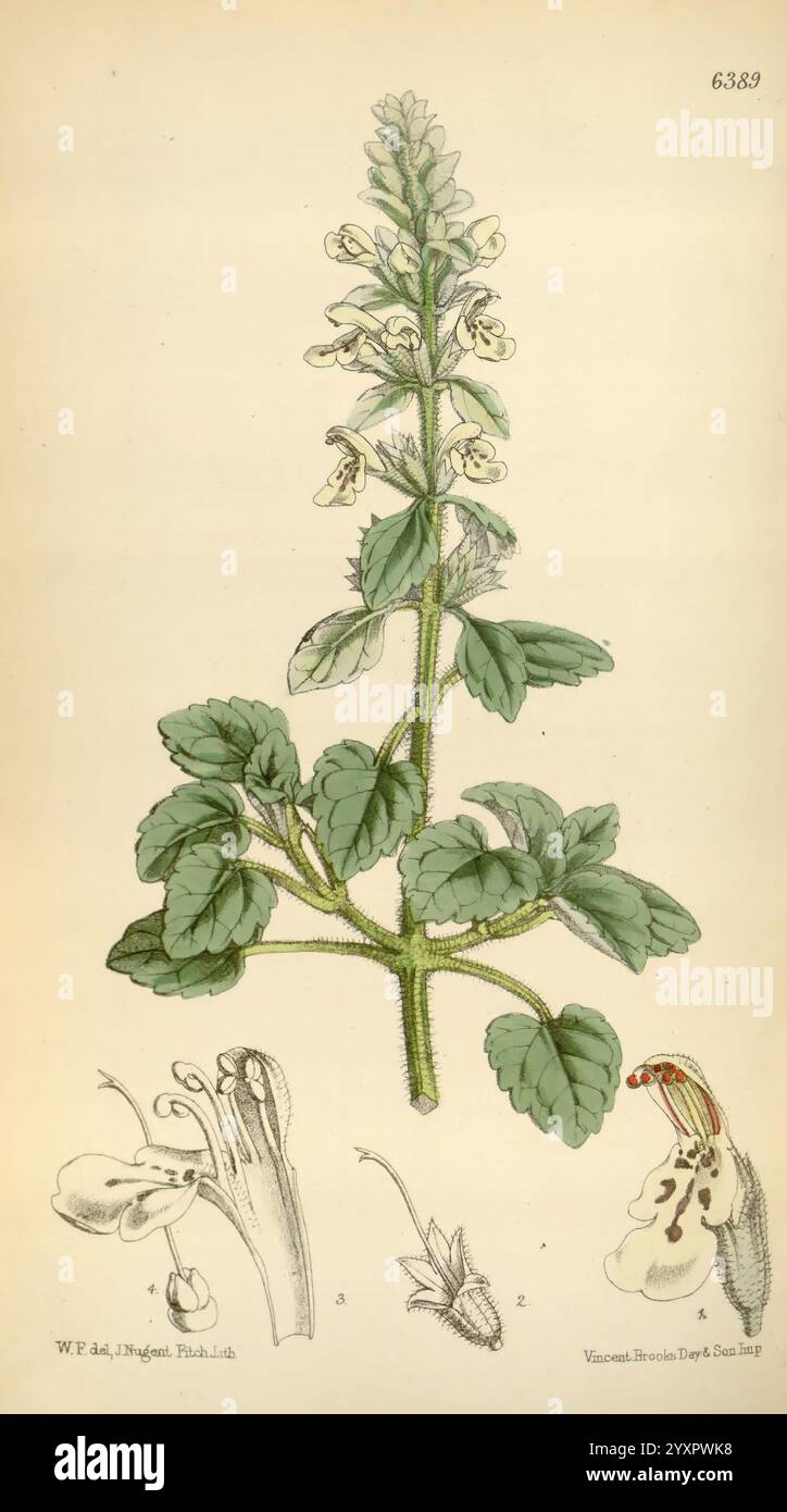 Curtis's Botanical Magazine, London, New York, botanical illustration ...