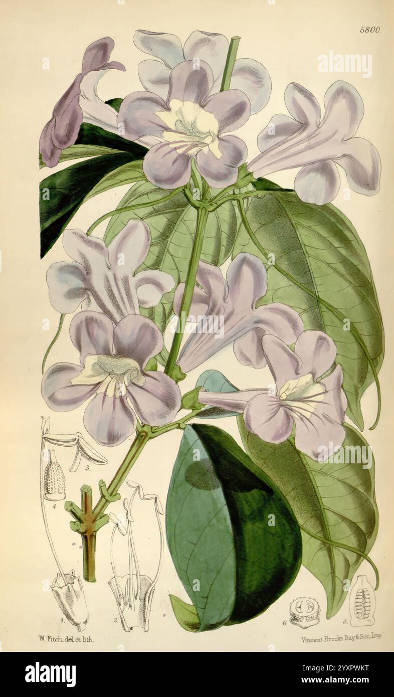 Curtis's Botanical Magazine, London, New York, botanical illustration ...