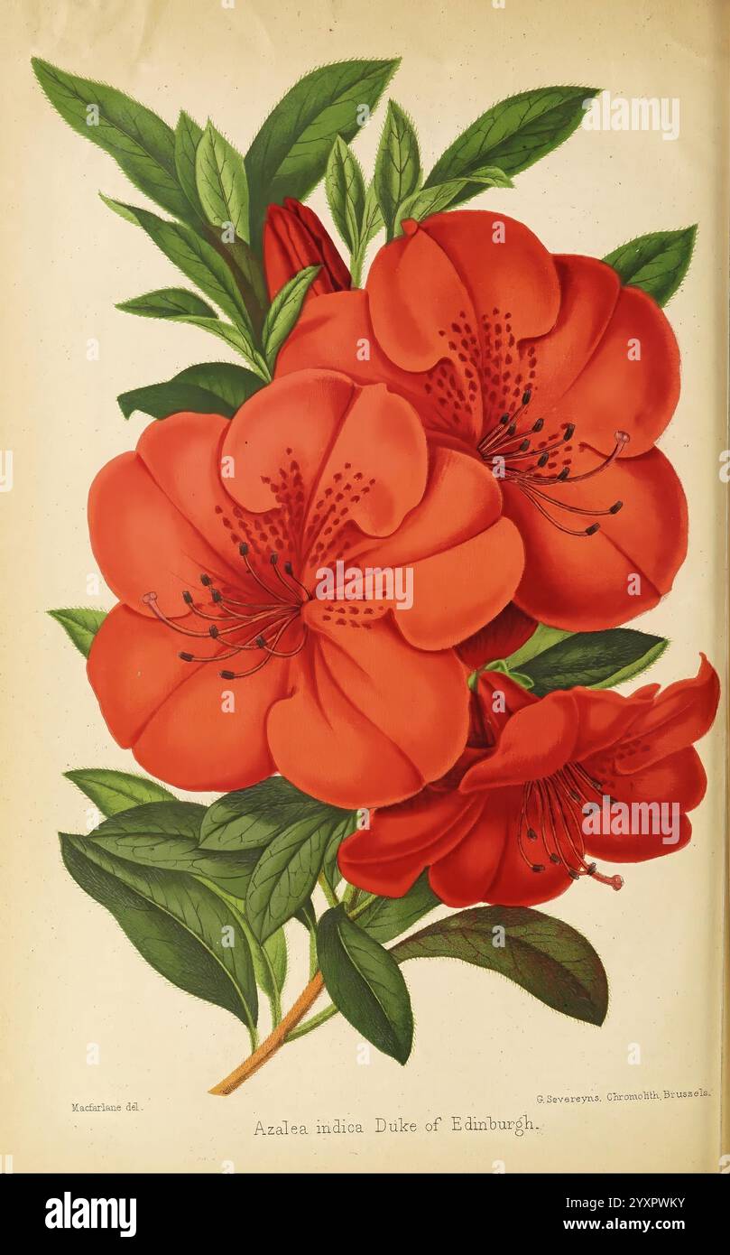 Azalea indico hi-res stock photography and images - Alamy
